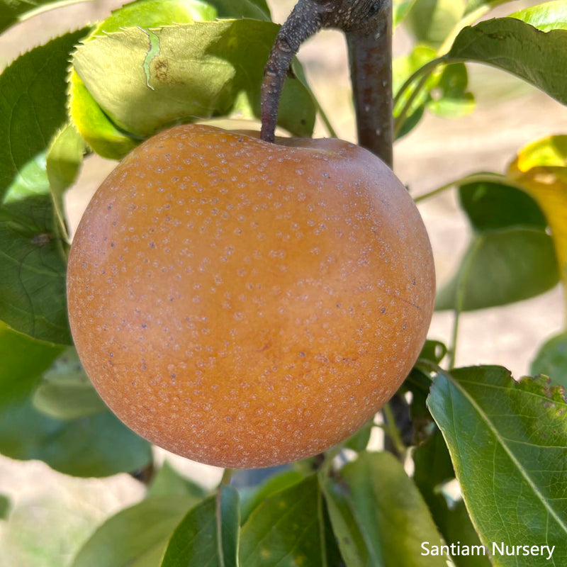 Akizuki Japanese Premium Asian Pear tree, Autumn Moon Pear あきづき（秋月梨）秋月 ...