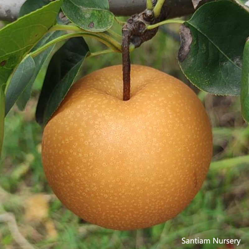 Akizuki Japanese Premium Asian Pear tree, Autumn Moon Pear あきづき（秋月梨）秋月 ...
