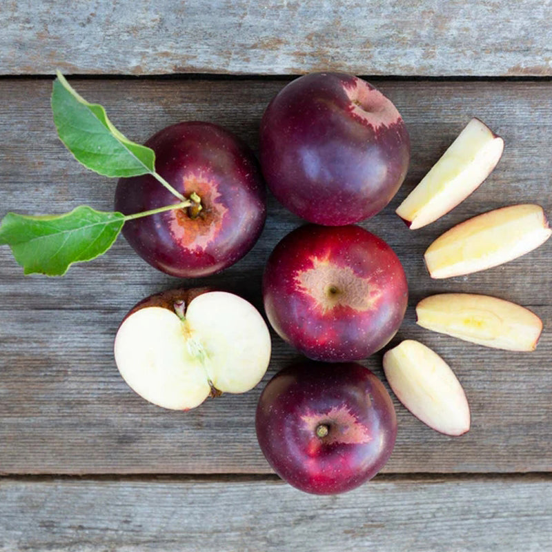 Arkansas Black Apple Tree on M7, bare root – Santiam Nursery