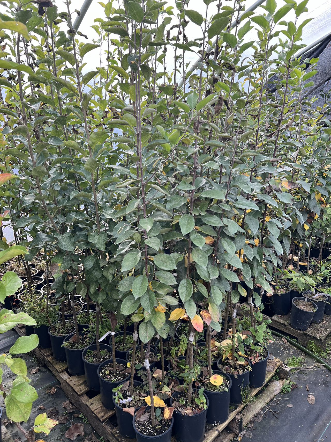 Almata red flesh apple tree, bare root – Santiam Nursery