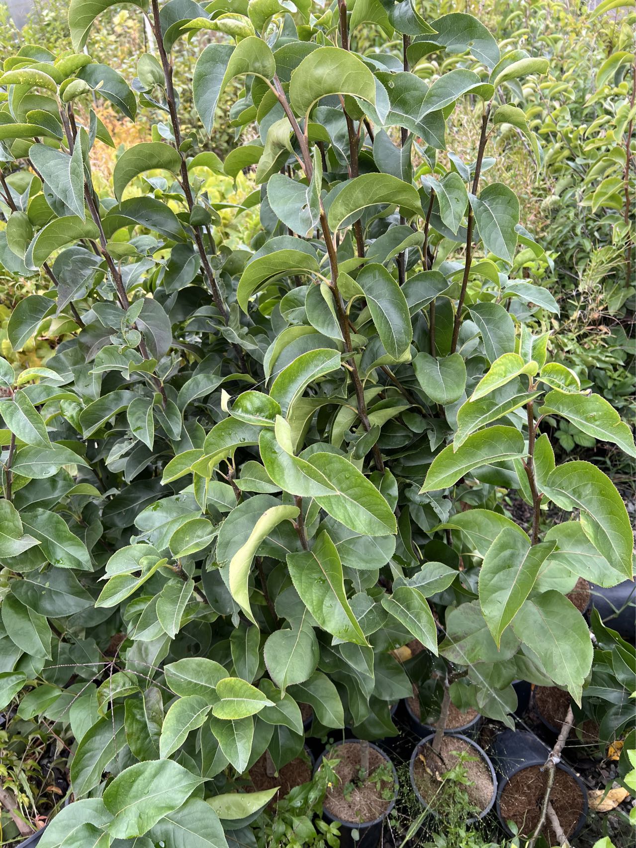 Korean Golden Pear Tree, bare root, 황금배, 韩国黄金梨 – Santiam Nursery