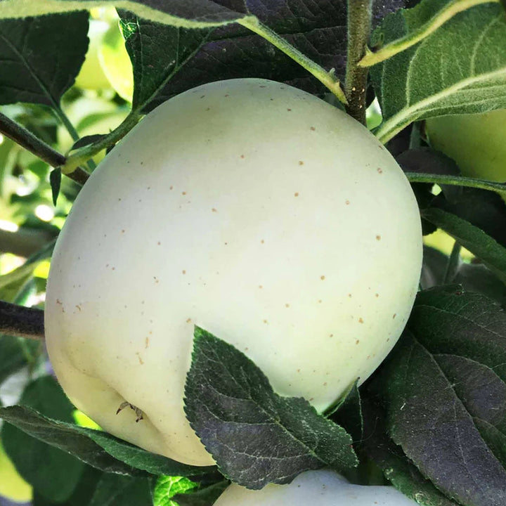 Apples – Santiam Nursery