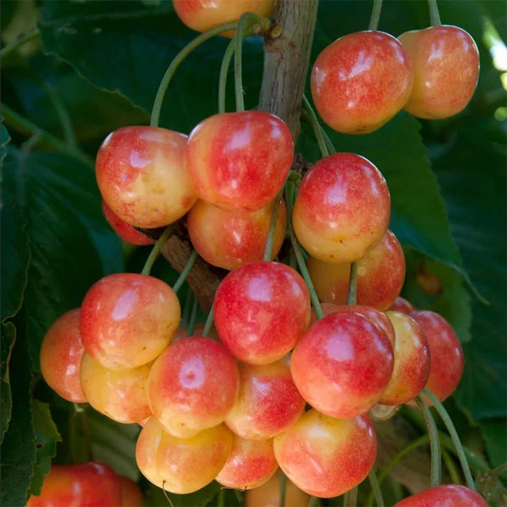 Royal Rainier Sweet Cherry Tree on Mazzard, Bare Root, 1/2" – Santiam ...