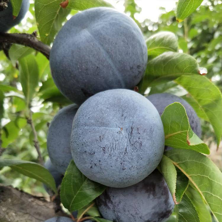 Friar plum tree, large black plum 黑宝石李子 – Santiam Nursery