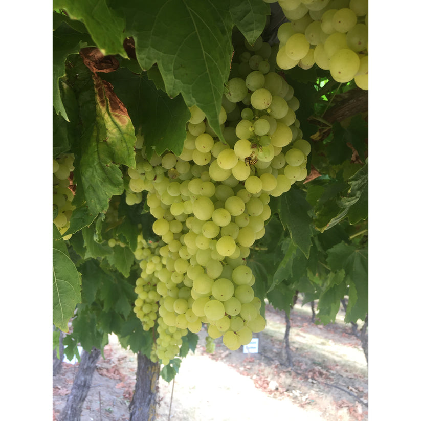 Diamond Muscat seedless table grape cuttings 6X 钻石玫瑰葡萄插条 – Santiam Nursery